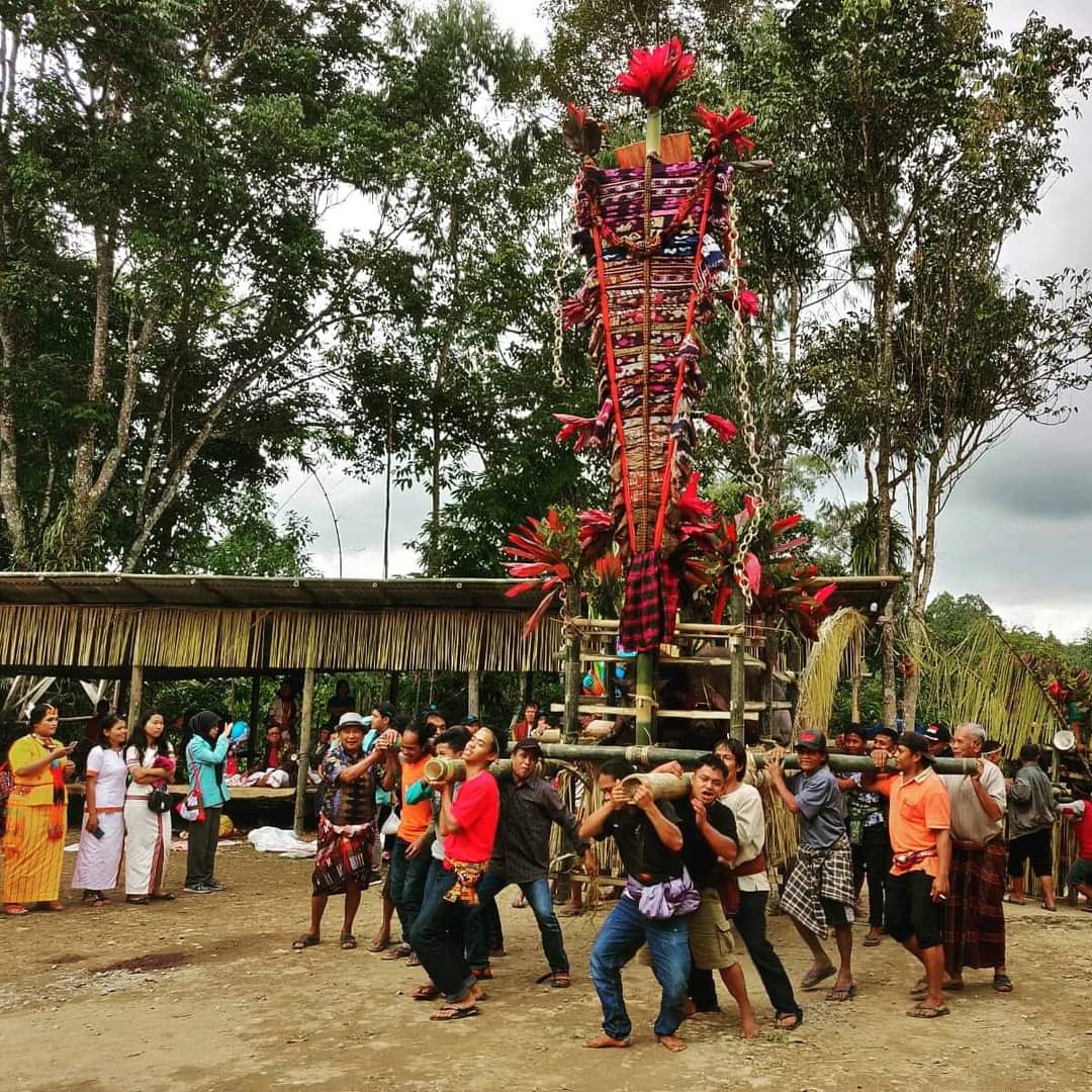 Manfaat Tanaman Andong Merah/Tabang Untuk Kesehatan - Torajachannel.com